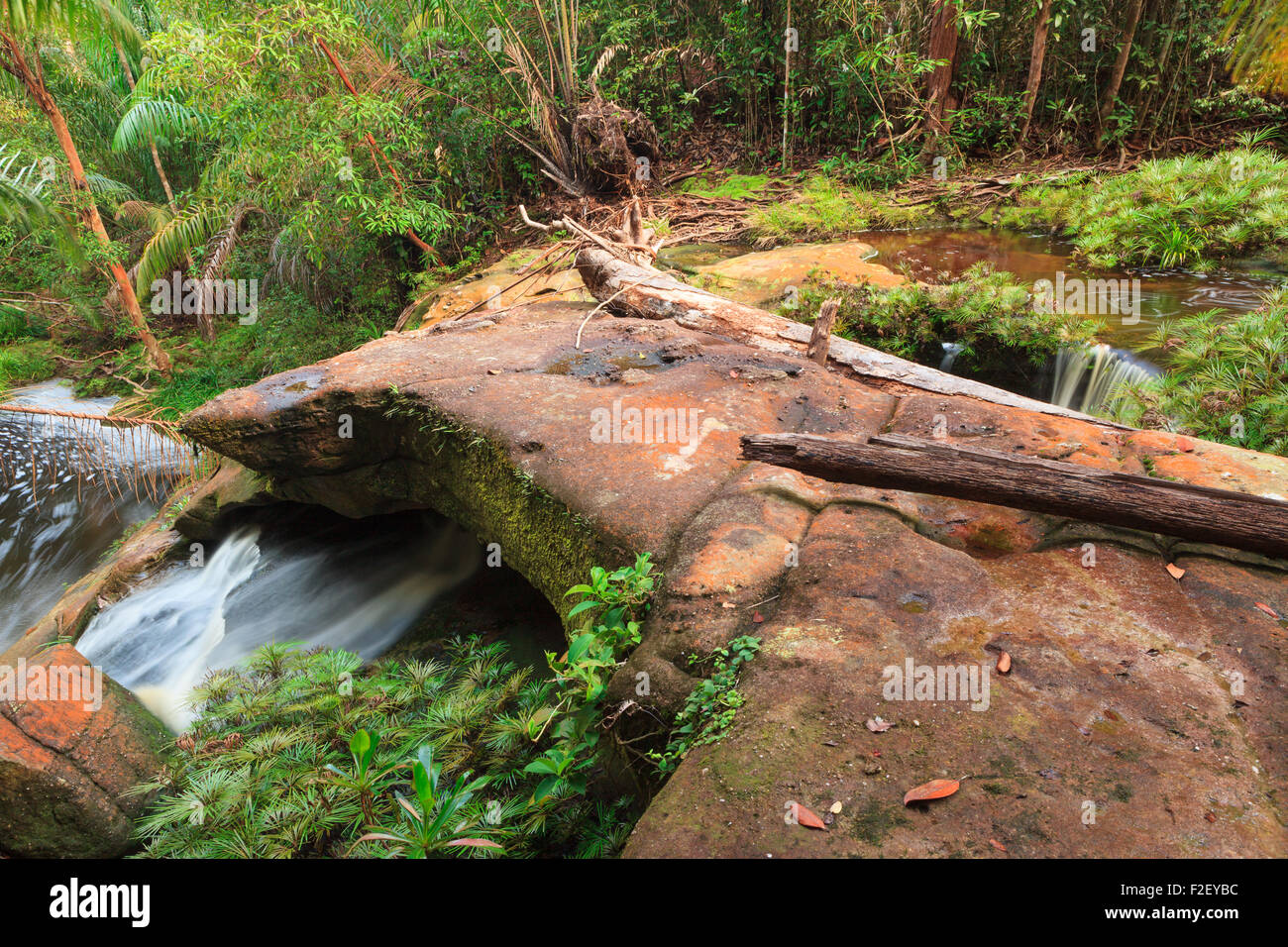 Small stream in jungle Stock Photo - Alamy