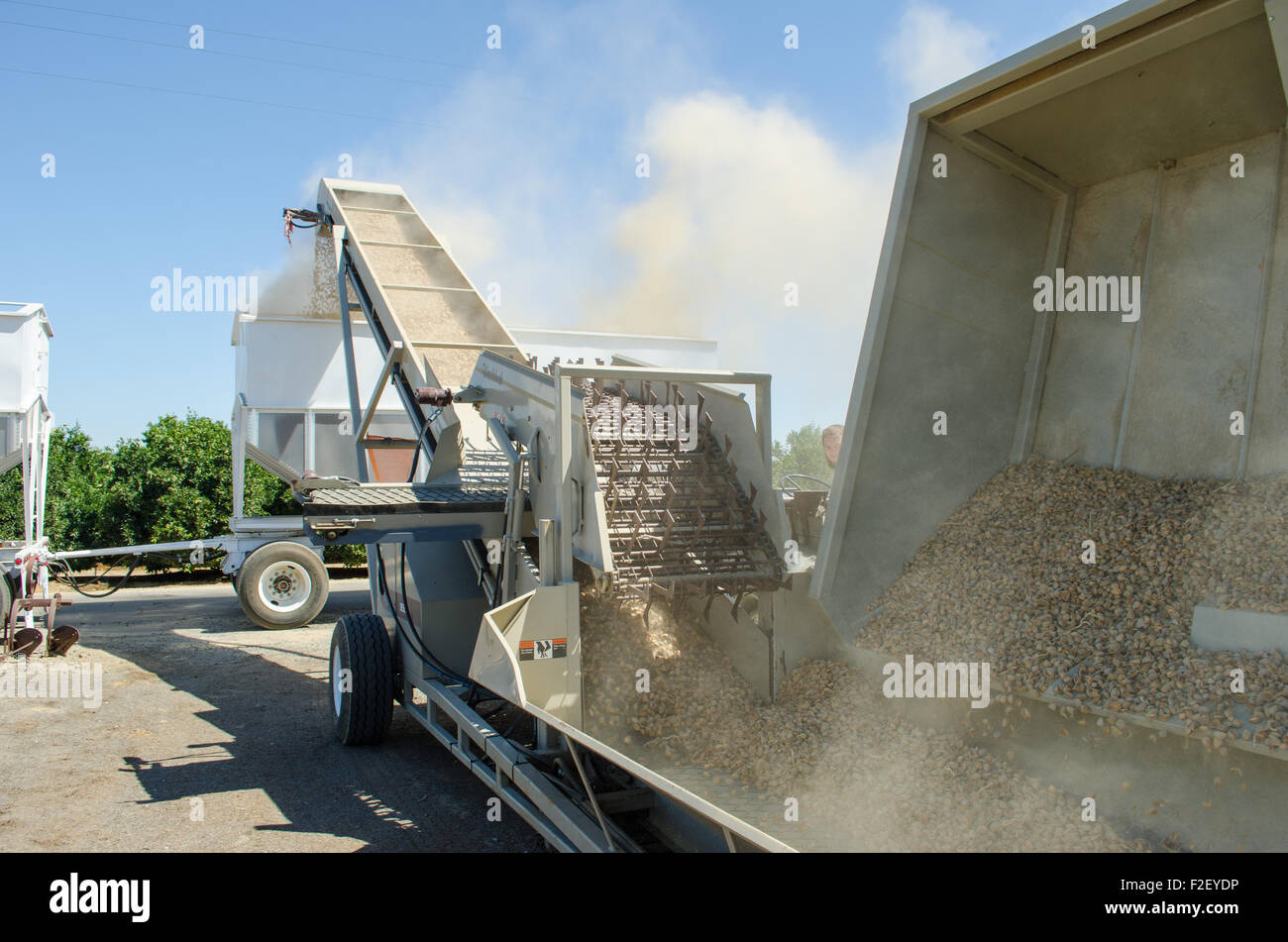 loading freshly harvested almonds into an elevator to load the truck ...