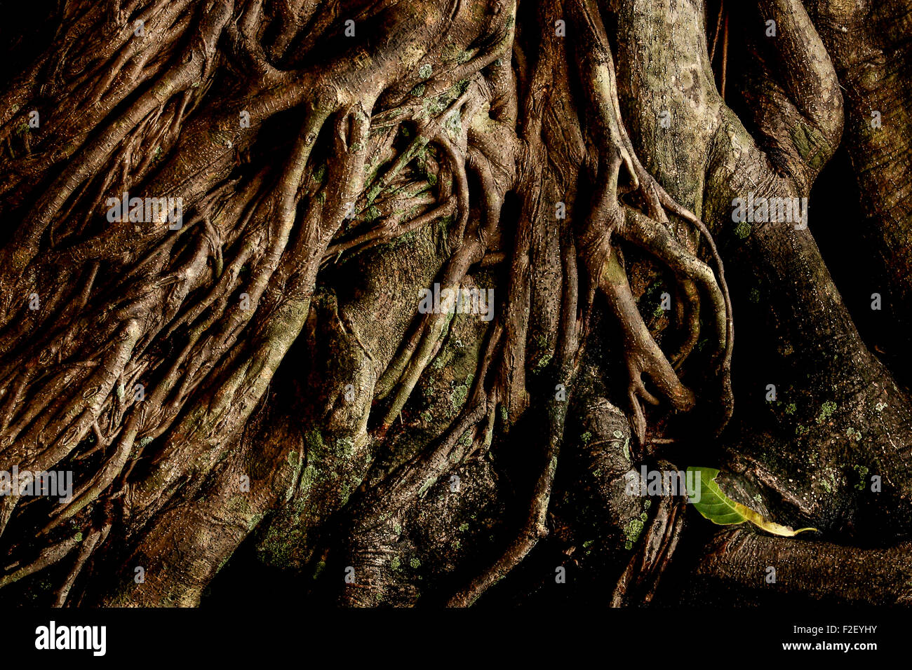 America Usa Florida Everglades national Park roots Stock Photo - Alamy