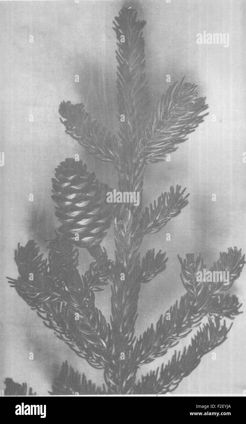 This report focuses on the black spruce tree in the Adirondack region ...