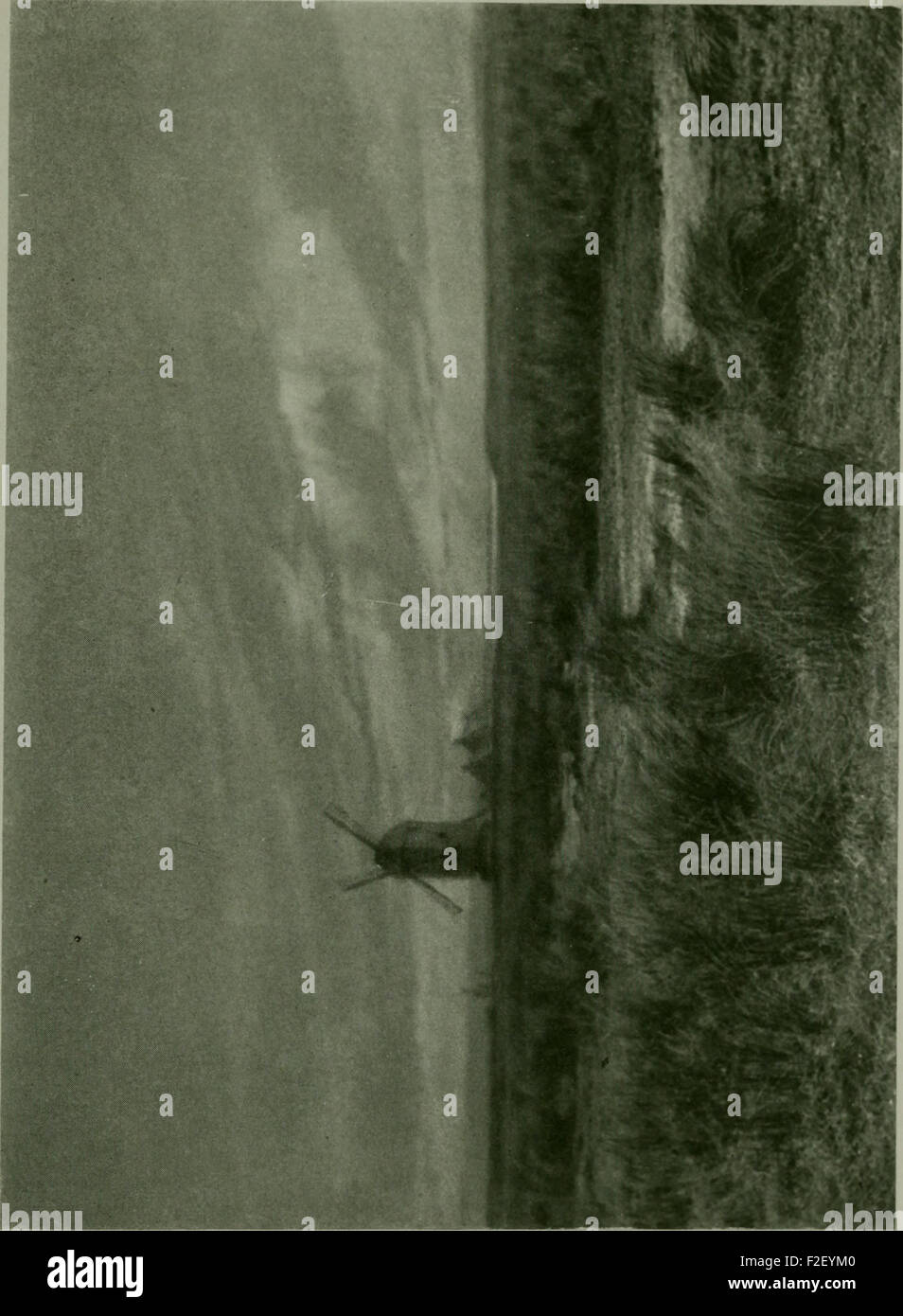 *The American Annual of Photography* (1911) is a comprehensive ...