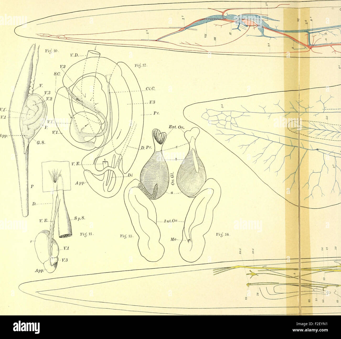 This 1910 work examines the anatomy of the common squid, Loligo pealii ...