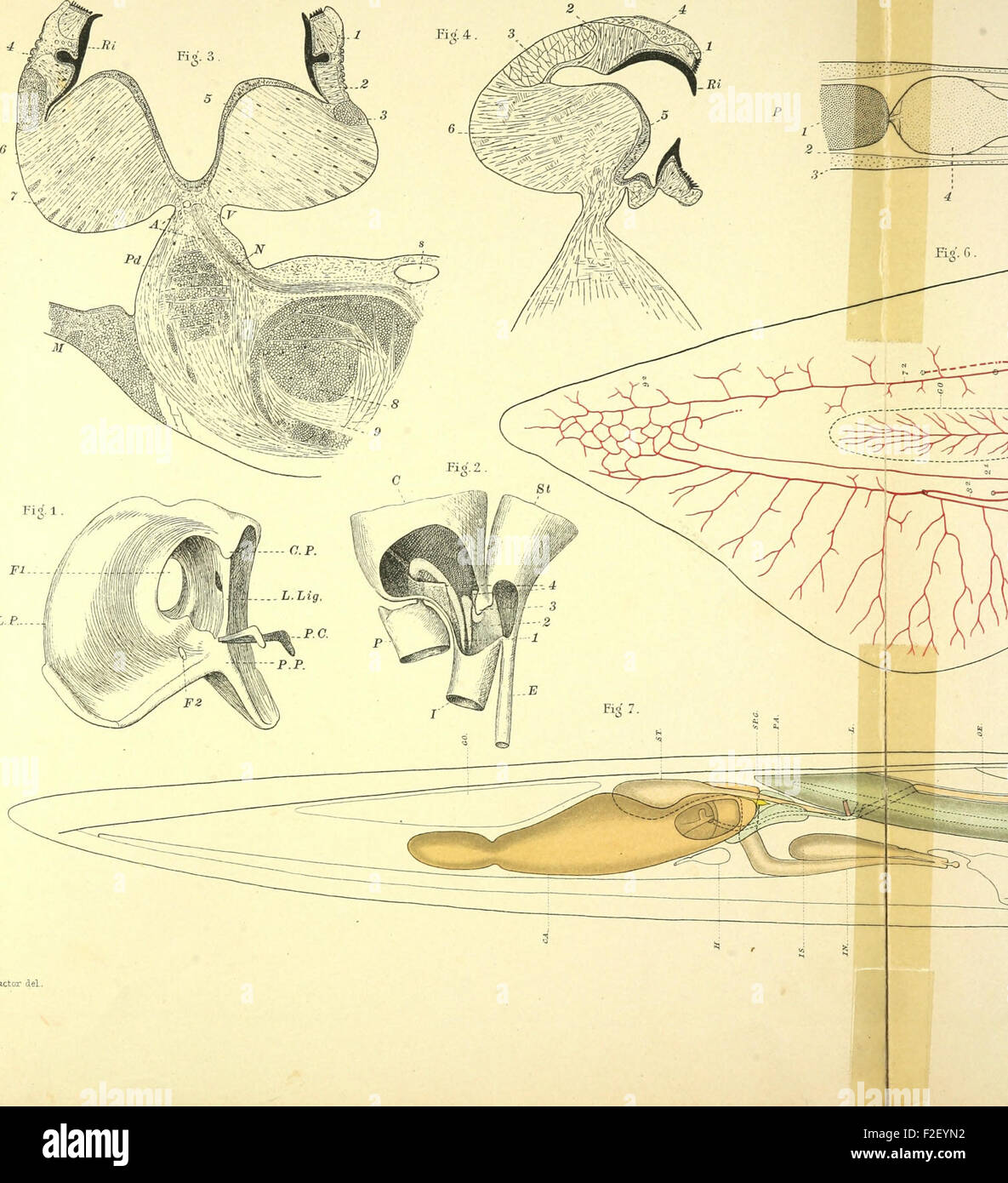 *The Anatomy of the Common Squid* (1910) is a detailed scientific study ...