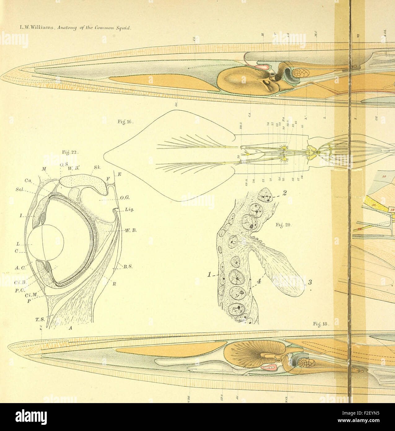 'The Anatomy of the Common Squid, Loligo Pealii' (1910) by Lesueur ...