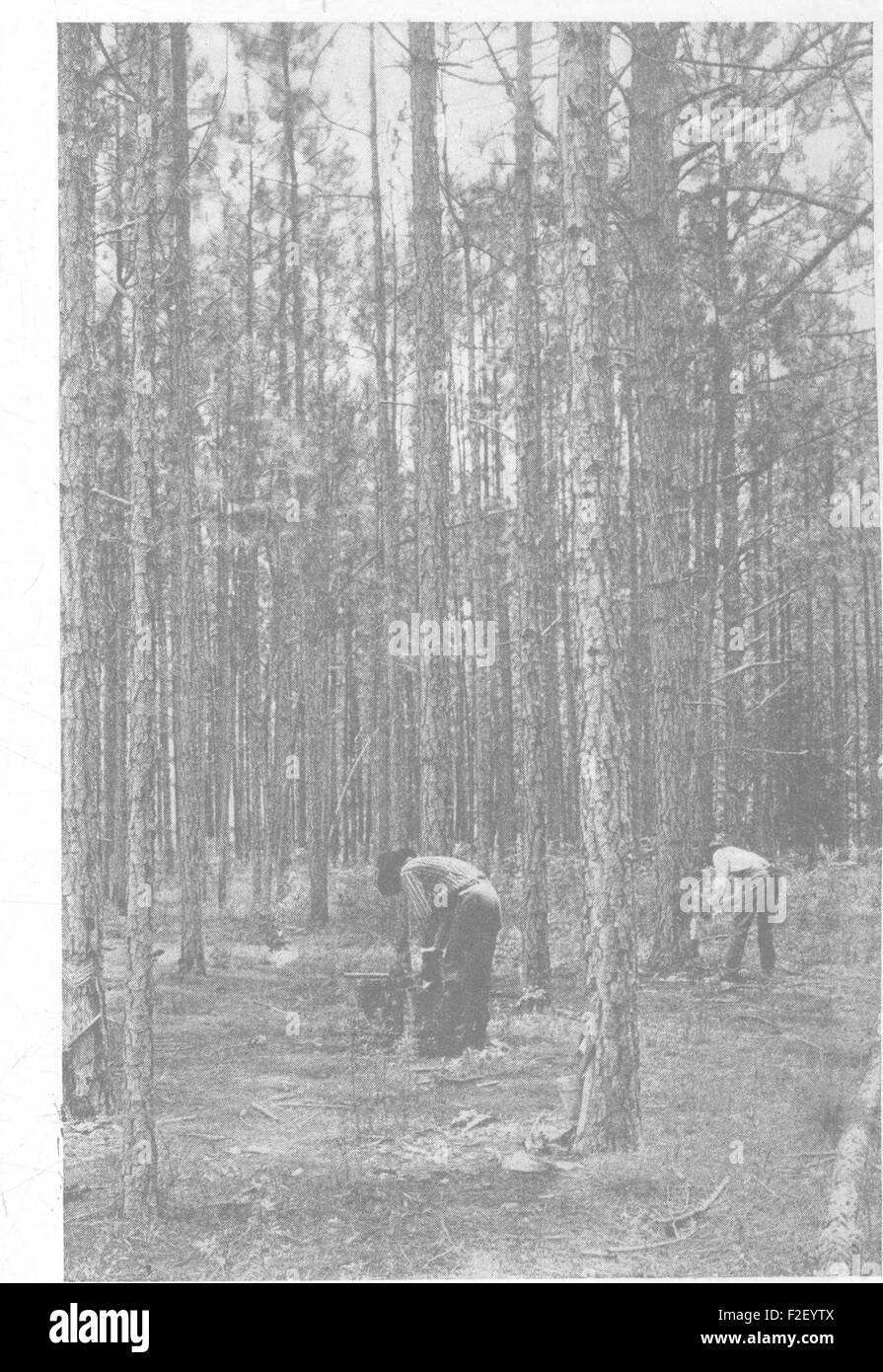 A comprehensive guide to forestry practices, focusing on the methods ...