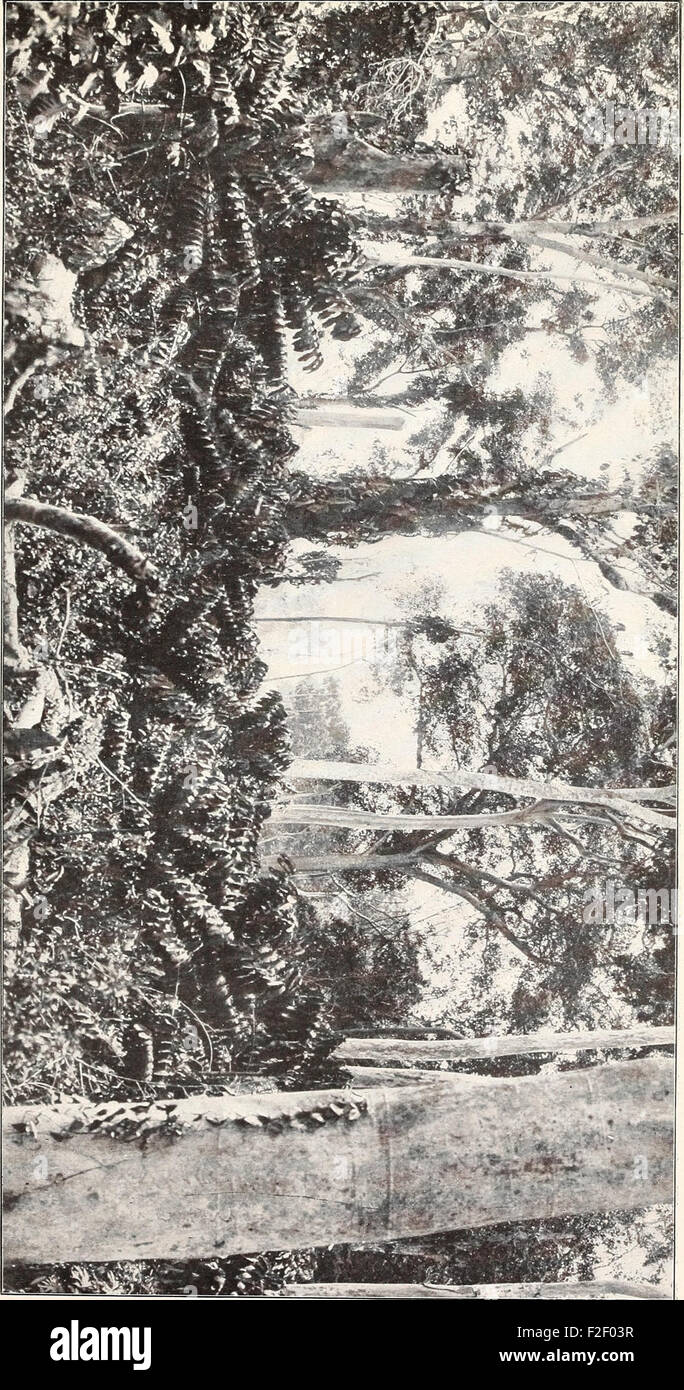 'The Culture of the Central American Rubber Tree' (1903) outlines the ...