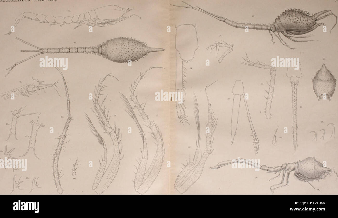 The 1905 work on 'The Cumacea of the Siboga Expedition' details the ...