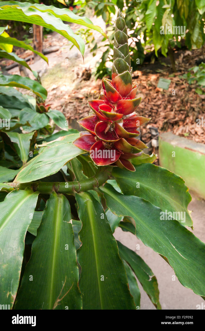 Sapodilla tree hi-res stock photography and images - Alamy