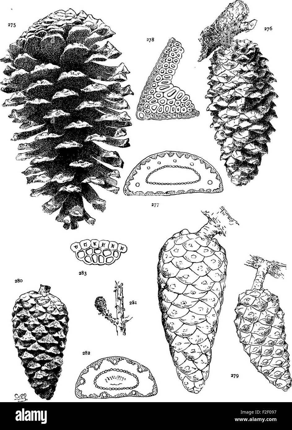 *The Genus Pinus* (1914) explores the various species within the genus ...