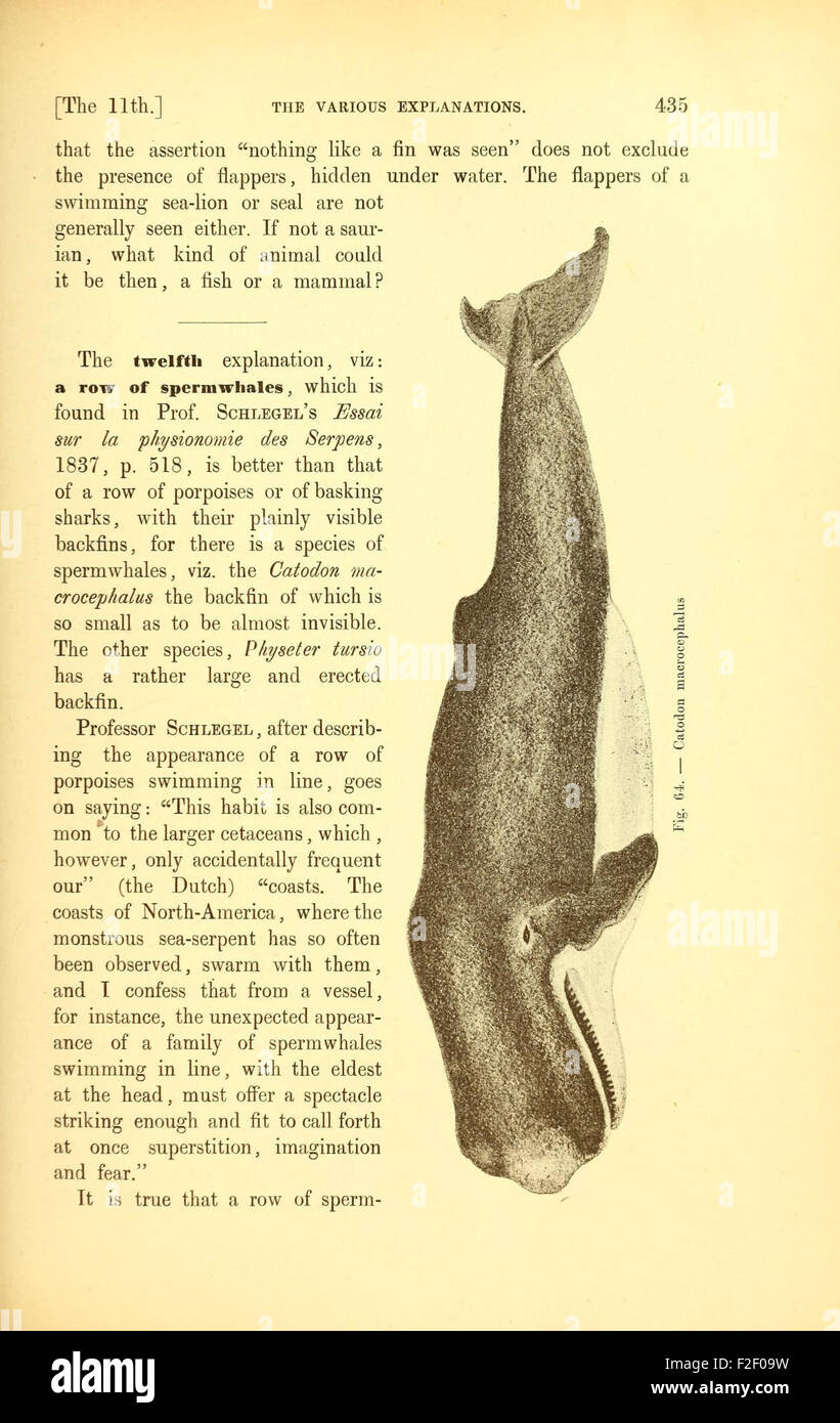 'The Great Sea-Serpent' explores the folklore and reported sightings of ...