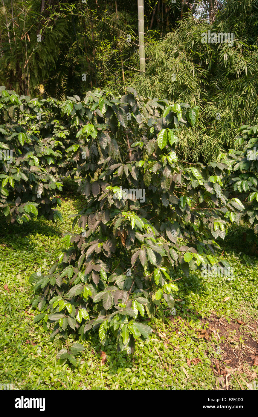 Bush bean plant hi-res stock photography and images - Alamy