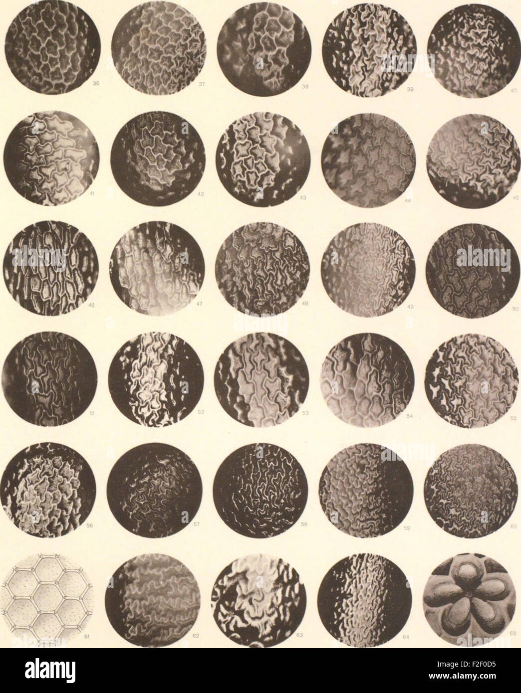 This 1910 work on the biology of Eupithecia moths provides detailed ...