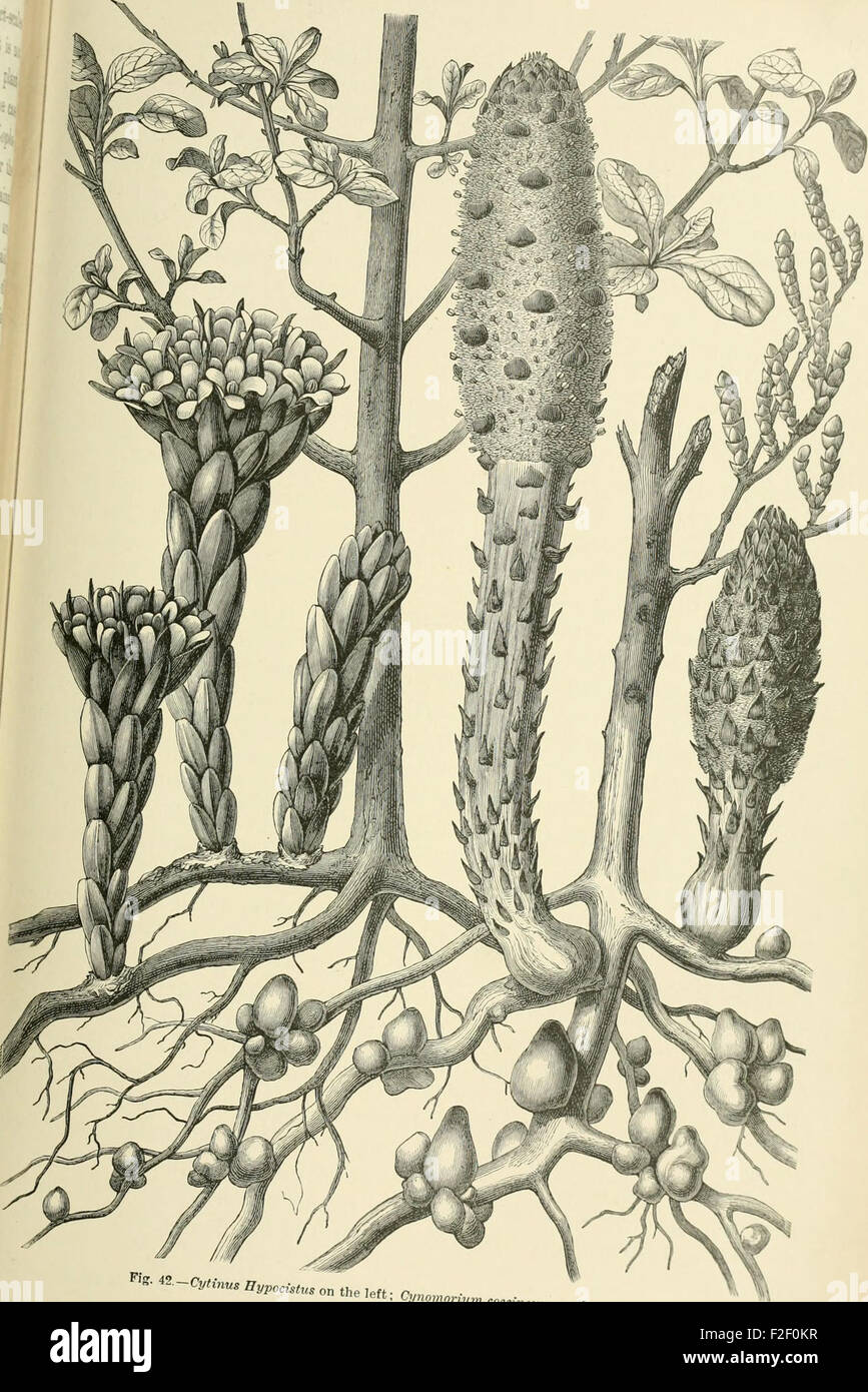 'The Natural History of Plants' (1902) explores plant biology, focusing ...