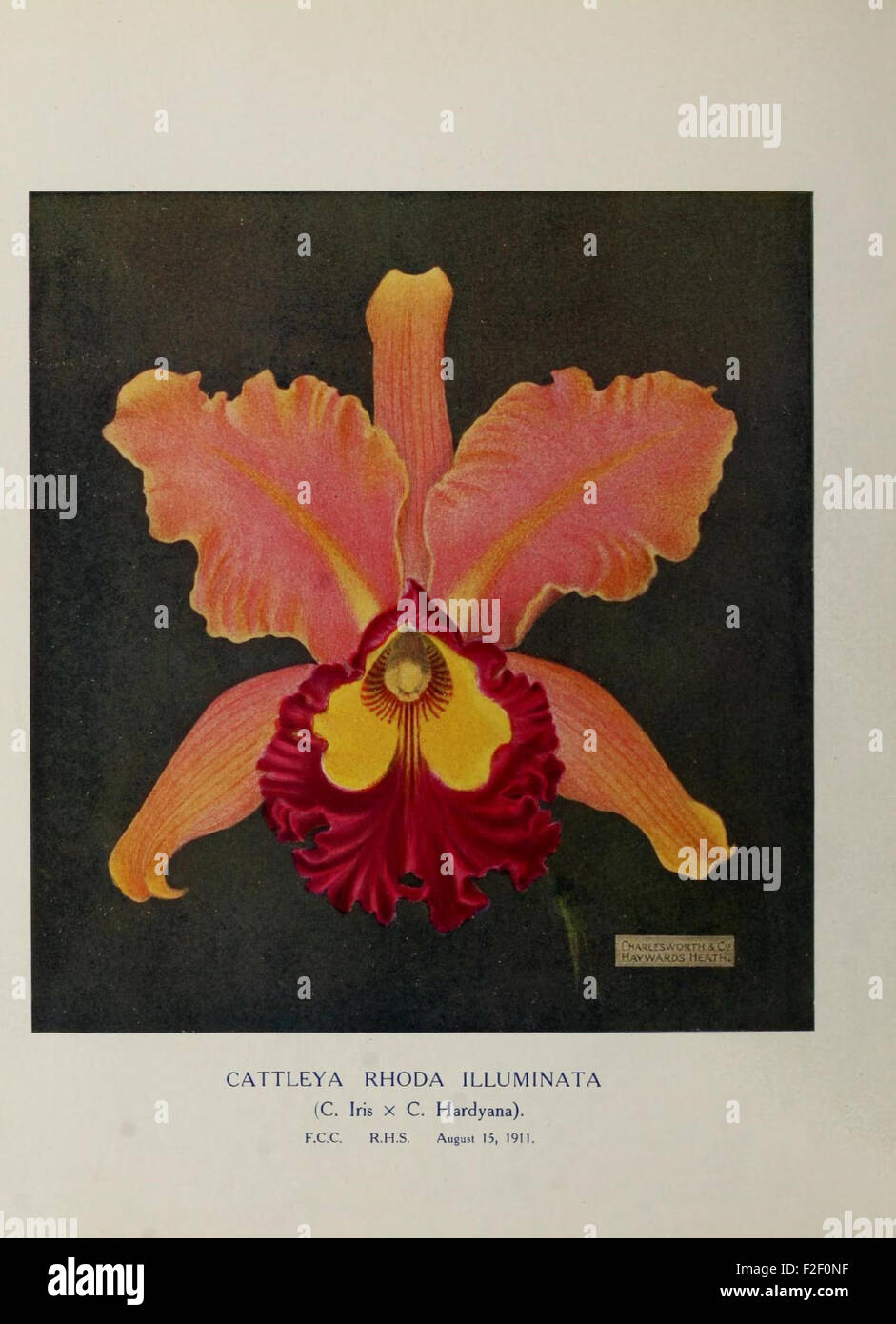 This work is dedicated to the study of orchids, providing detailed ...