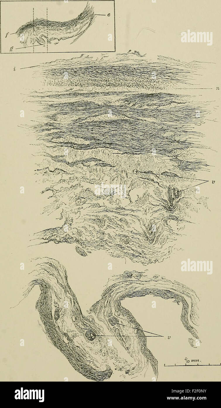 'The Origin of Disease' (1900) explores the causes of disease, focusing ...