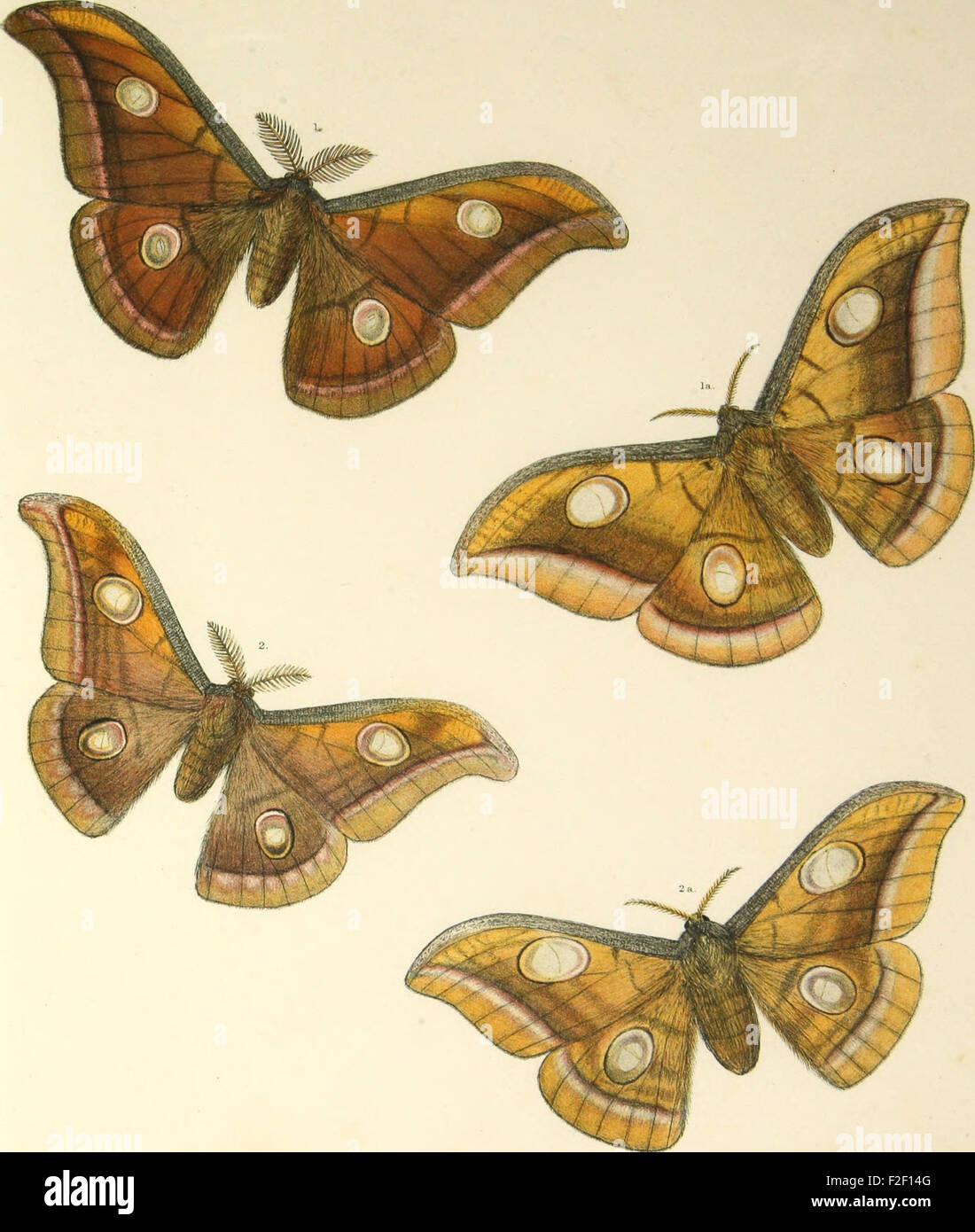 A vintage study on Indian Saturnidae, focusing on silkworm moths with ...