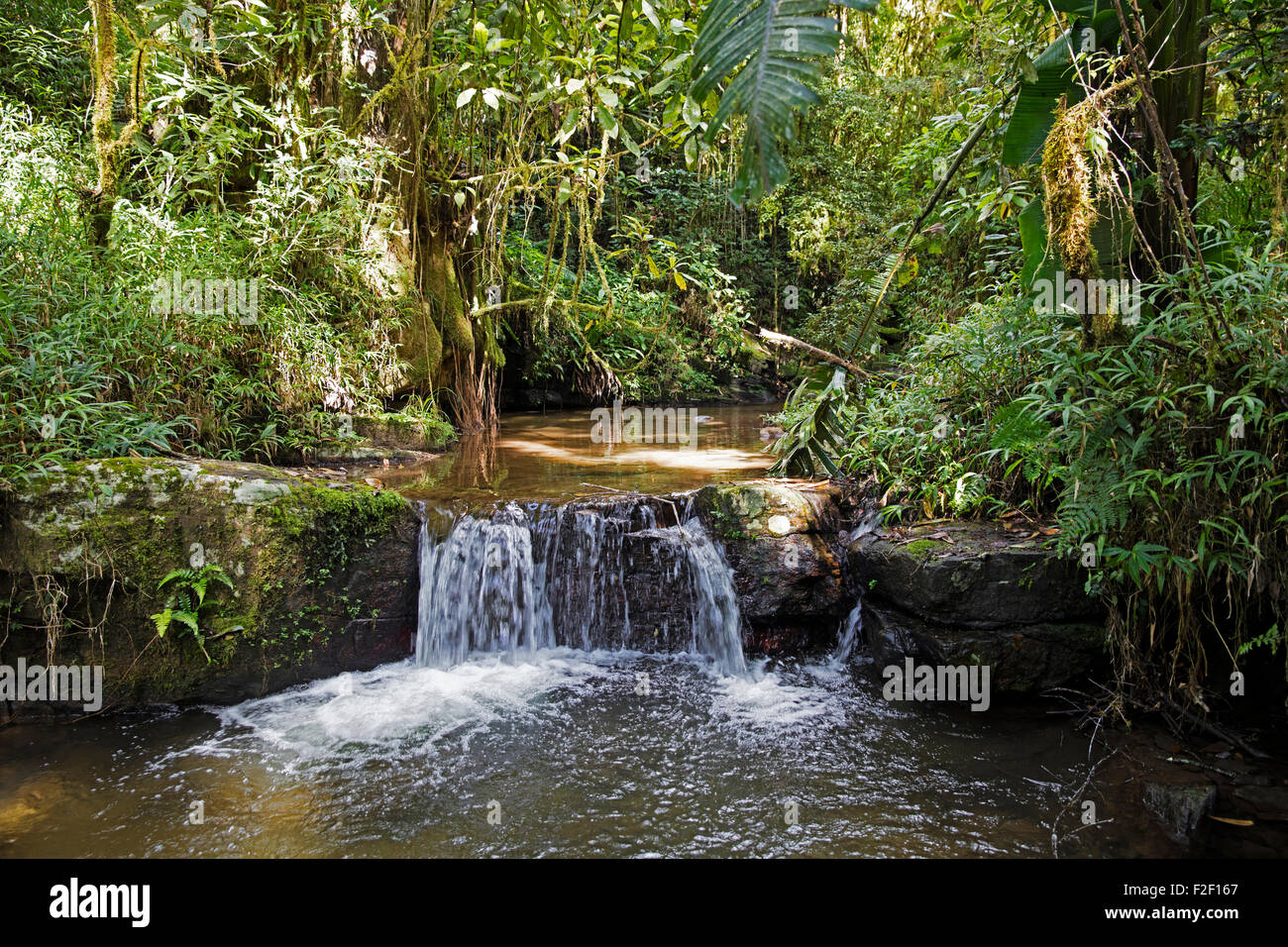 Dense forest in africa hi-res stock photography and images - Alamy