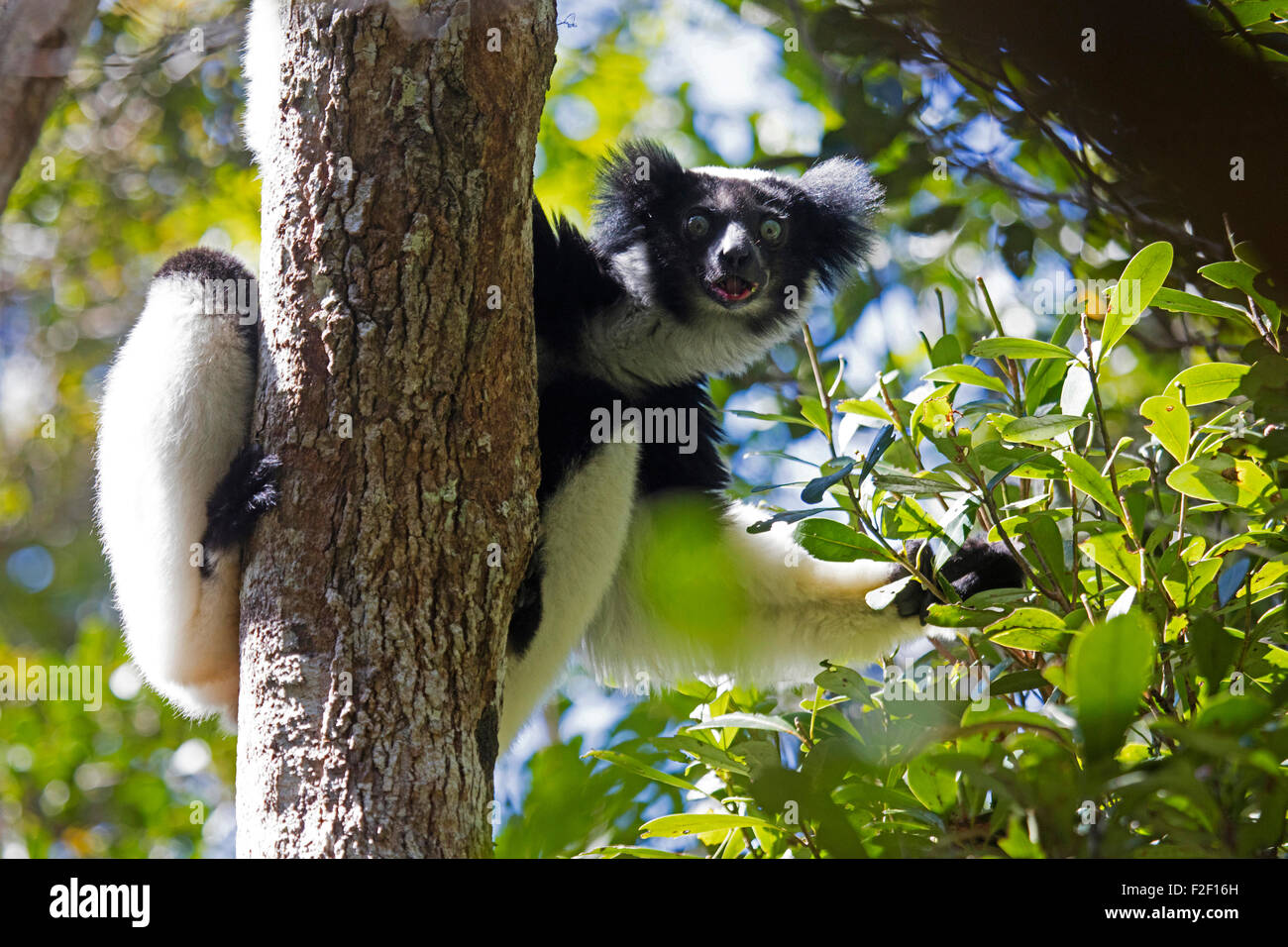 Male Indri / babakoto (Indri indri) in the Andasibe-Mantadia National ...