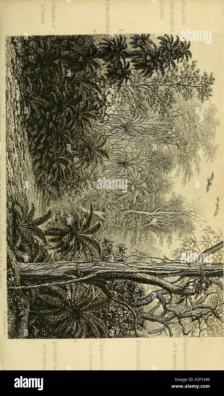 'The Treasury of Botany' (1866) is a comprehensive dictionary of the ...