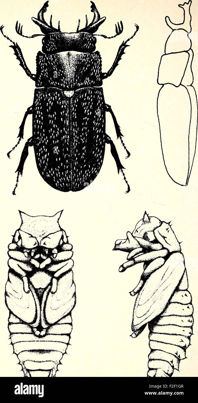 The Victorian Naturalist (1975) is a scientific journal that publishes ...