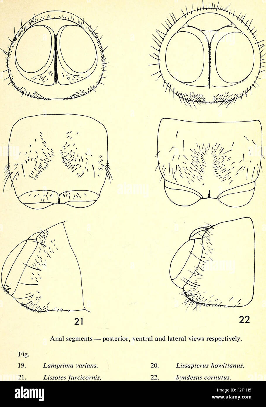 'The Victorian Naturalist' is a 1975 publication focused on the natural ...