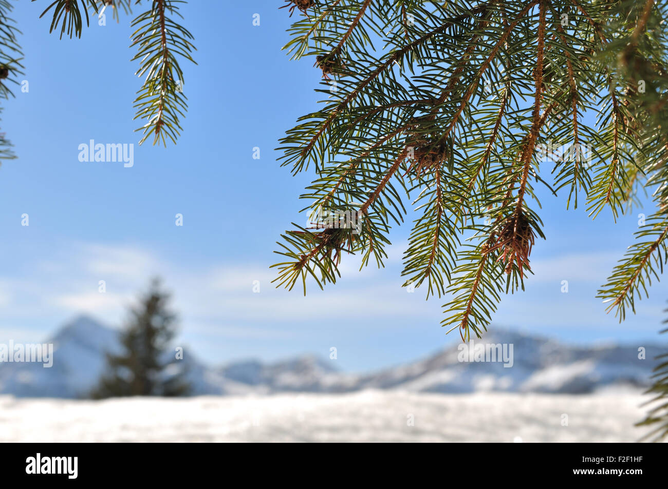 Mountain branch hi-res stock photography and images - Alamy