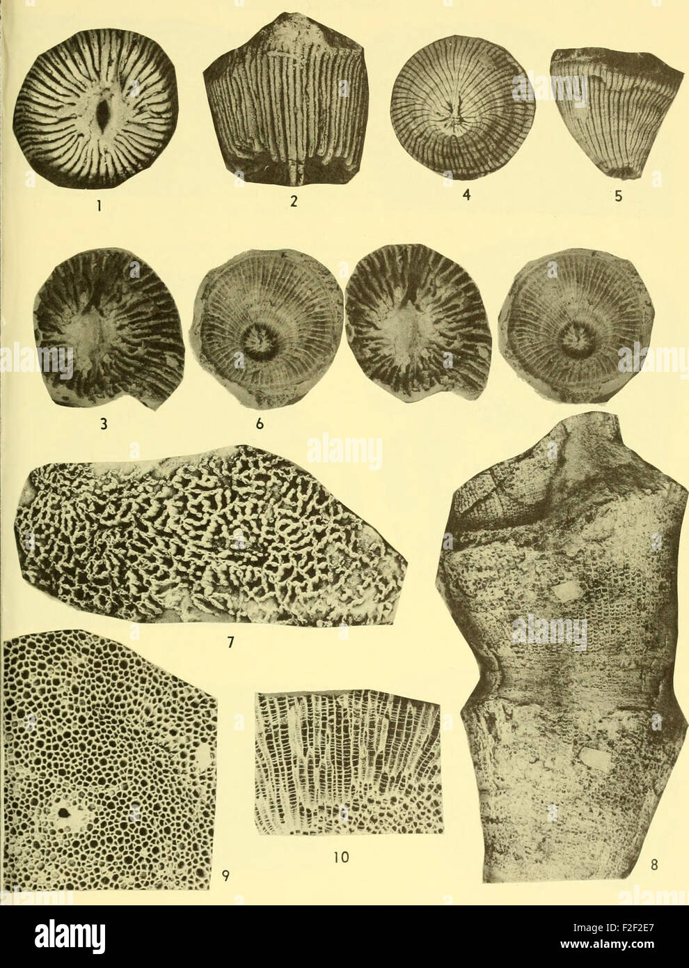 This 1895 publication contains scientific papers on paleontology, with ...