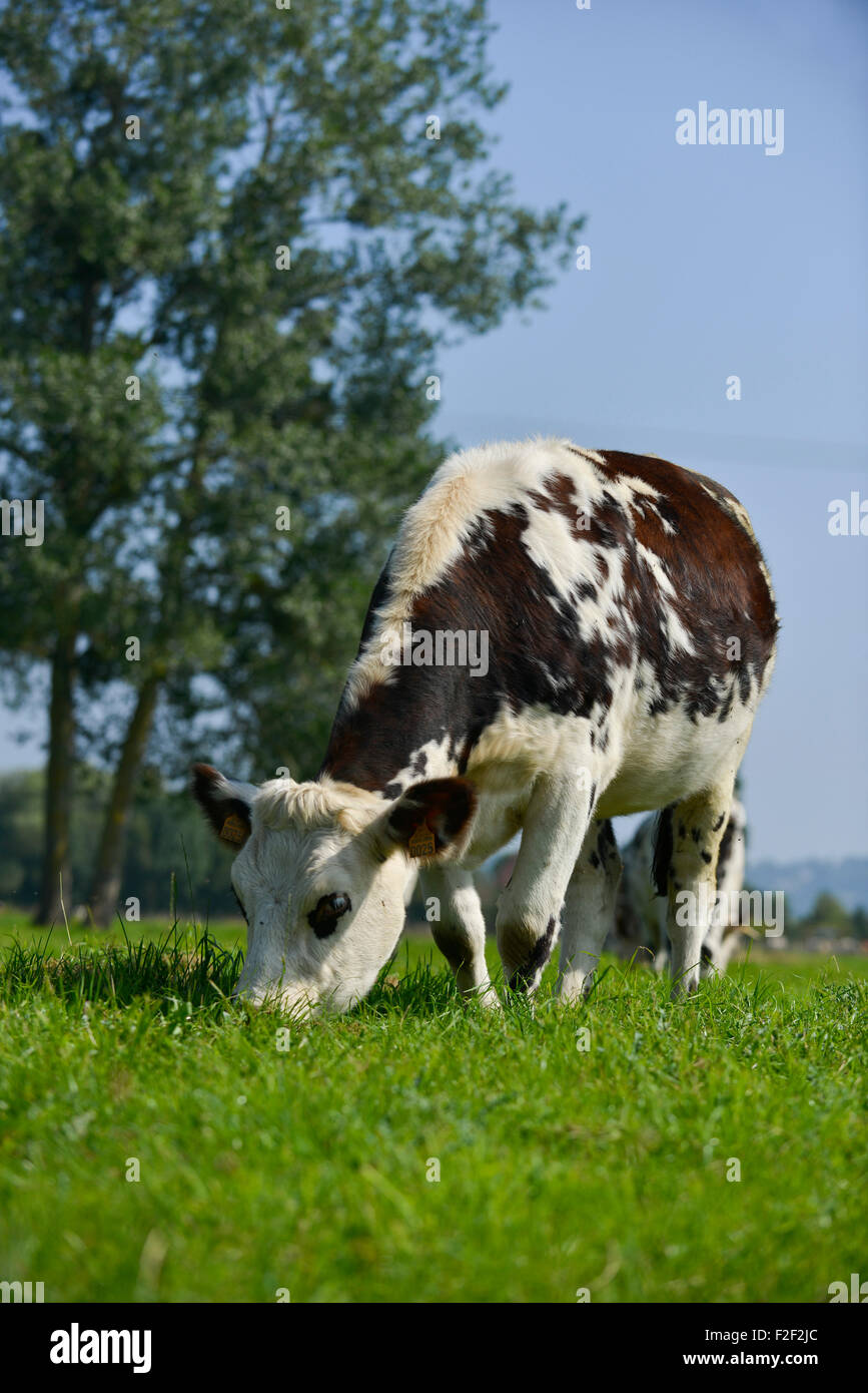 Normande cattle in a meadow of a dairy farm in Lower Normandy Stock ...
