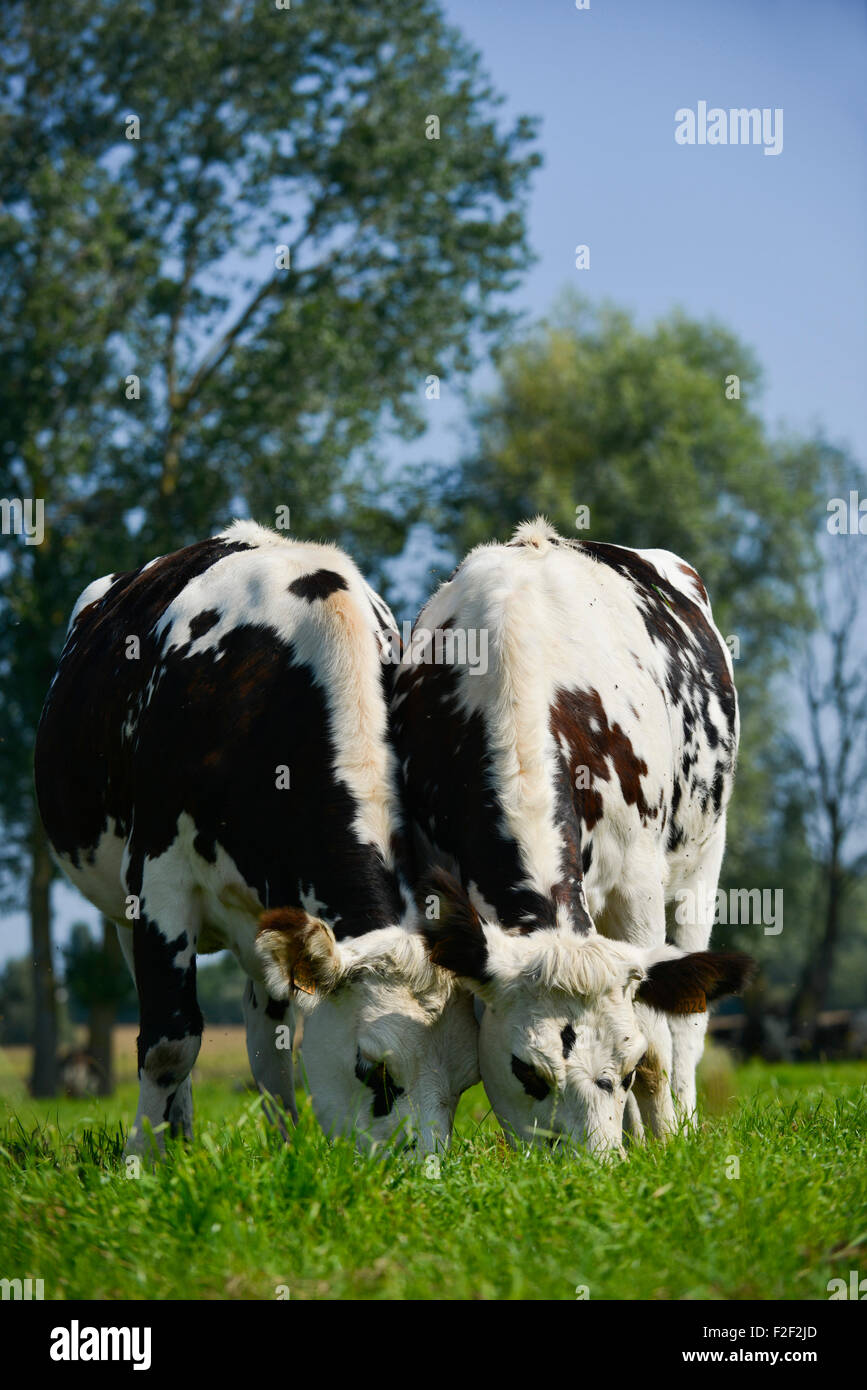 Normande cattle in a meadow of a dairy farm in Lower Normandy Stock ...