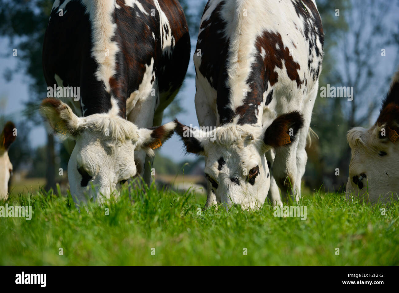 Normande cattle in a meadow of a dairy farm in Lower Normandy Stock ...