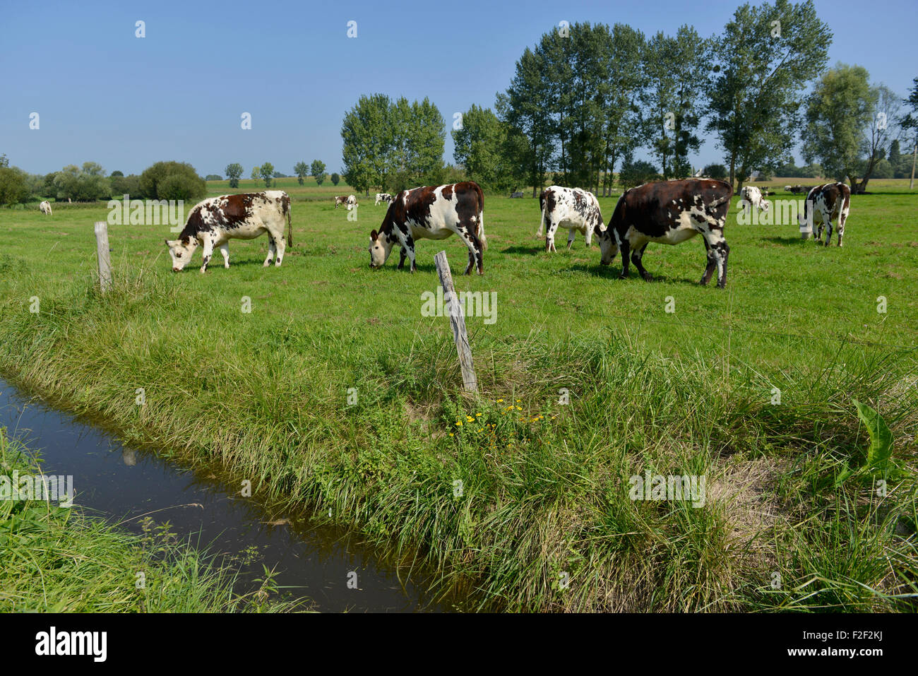 Normande cattle hi-res stock photography and images - Alamy