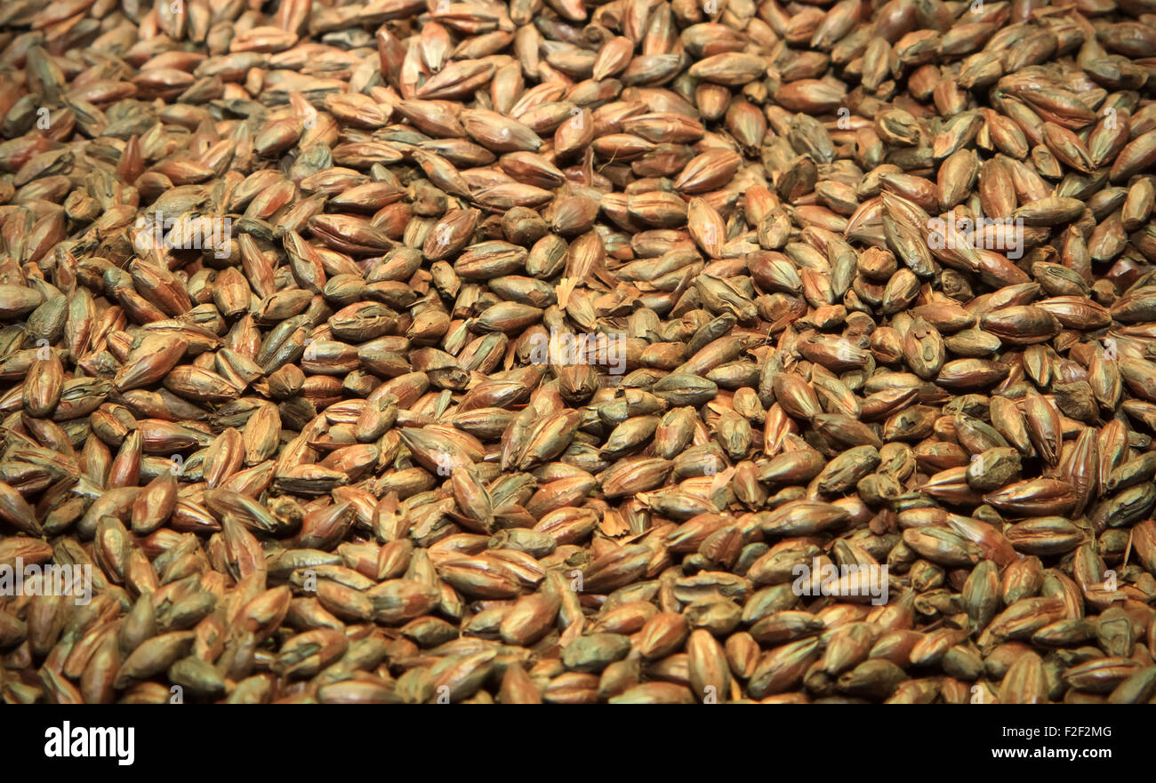 Malt background. Ingredient for beer Stock Photo - Alamy