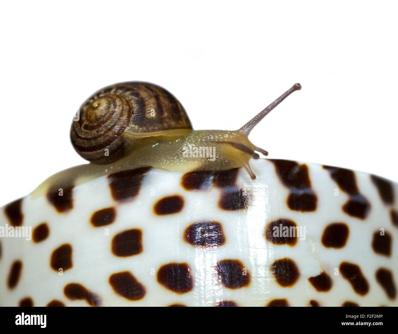 Baby Garden Snail, approx 4 weeks old (helix aspersa/cornu aspersum) on ...