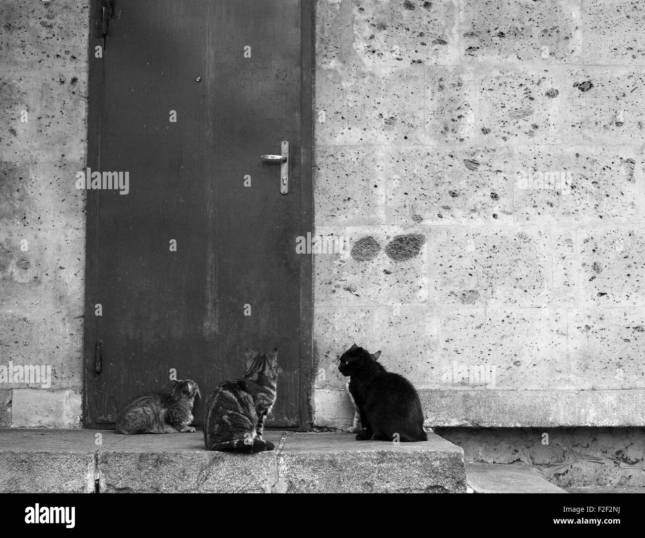 Clever cats hi-res stock photography and images - Alamy