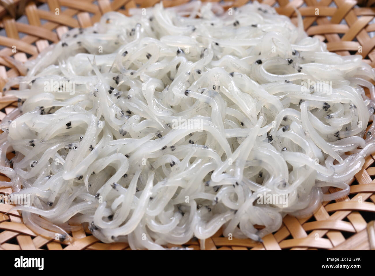 Icefish hi-res stock photography and images - Alamy