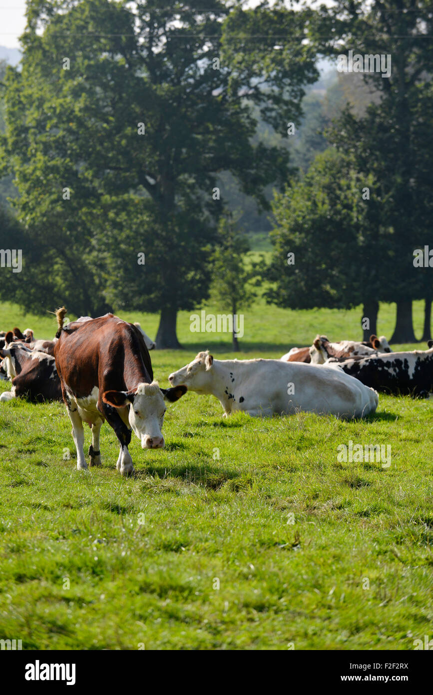 Normande cattle hi-res stock photography and images - Alamy