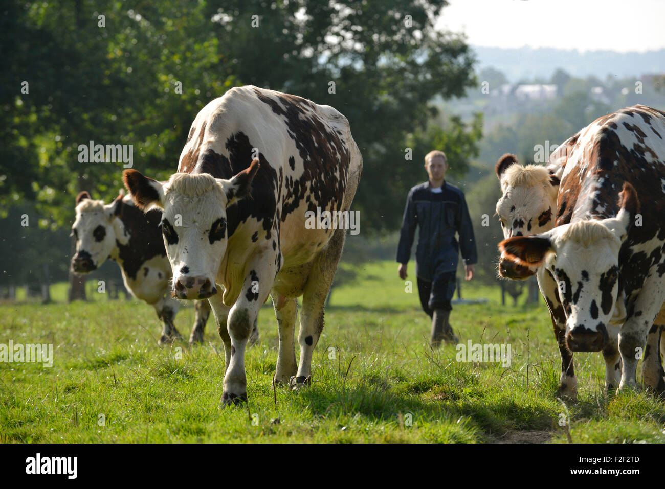 Normande cattle and breeder in a meadow of a dairy farm in Lower ...