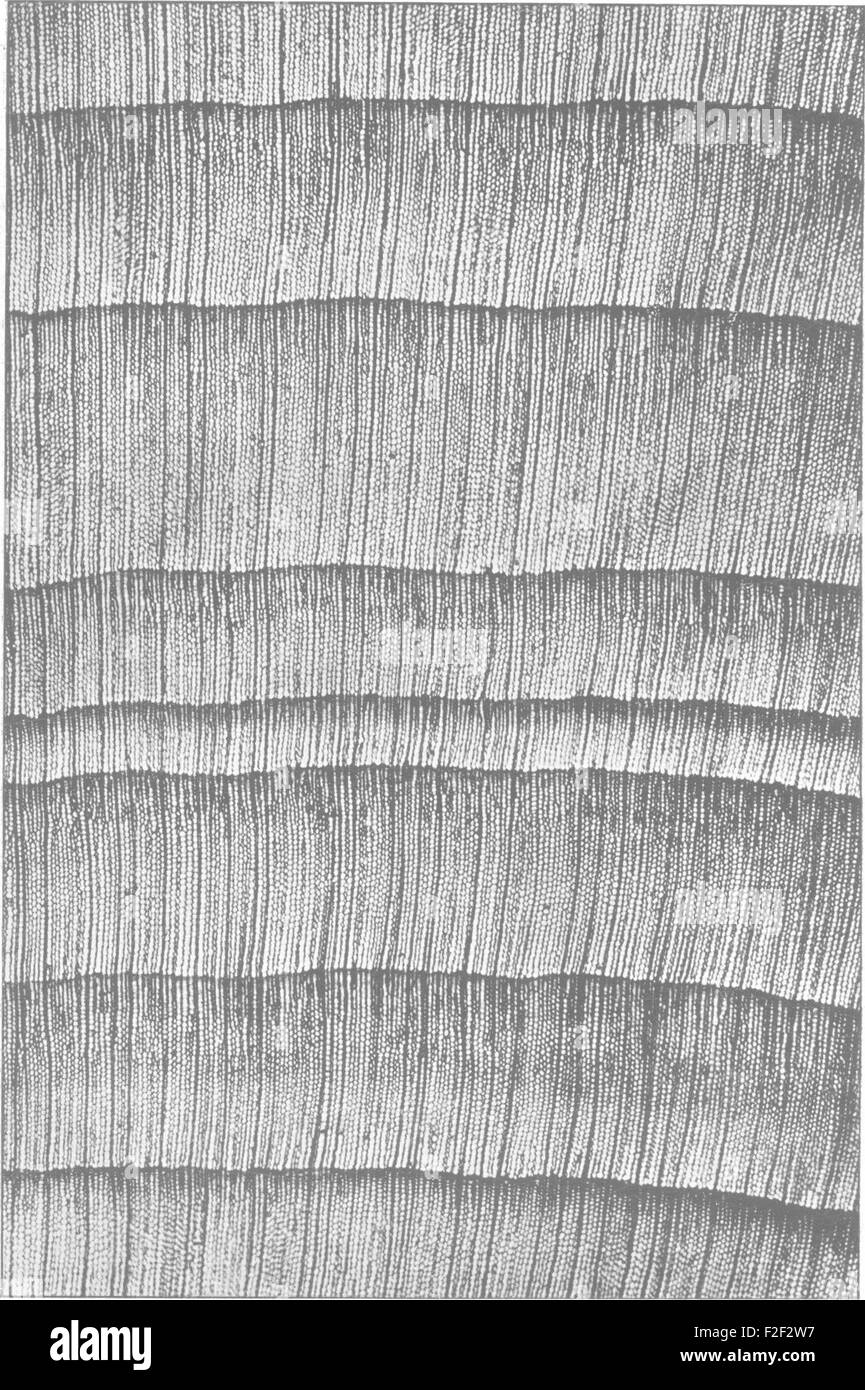 Wood; a manual of the natural history and industrial applications of ...