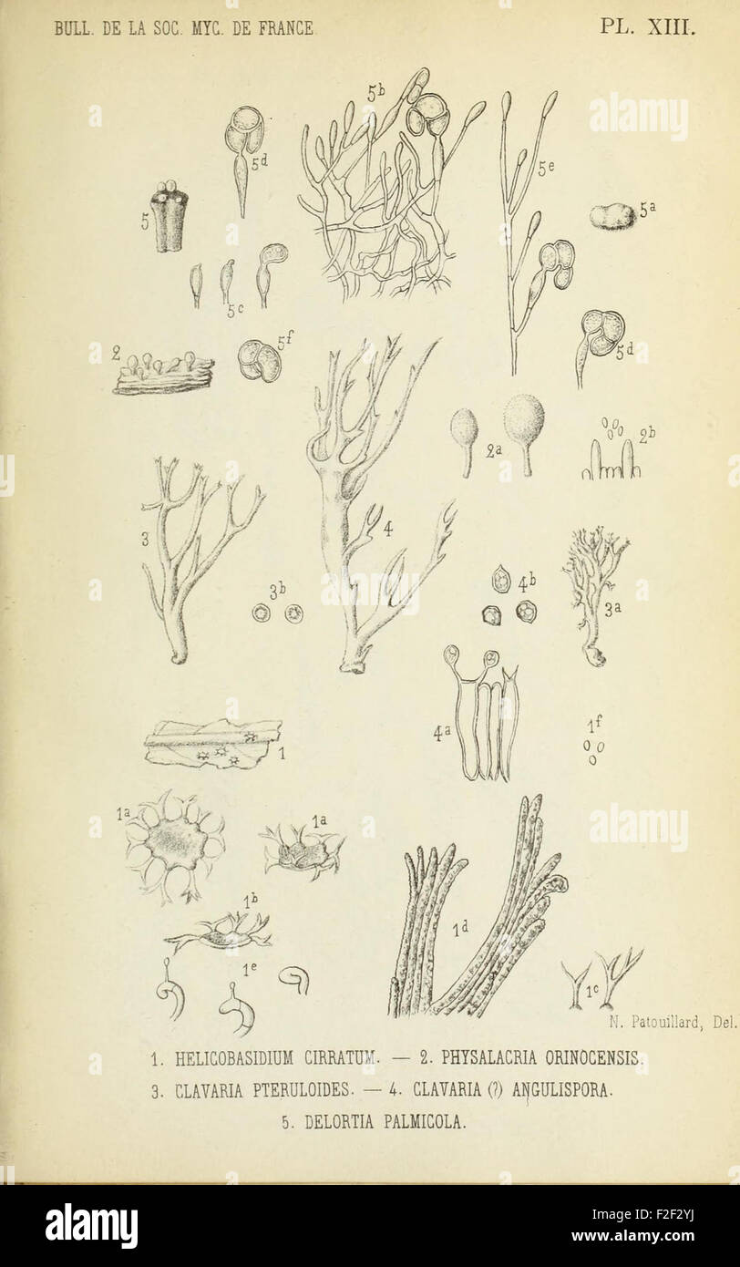 The *Bulletin de la Société Mycologique de France* is a periodical ...