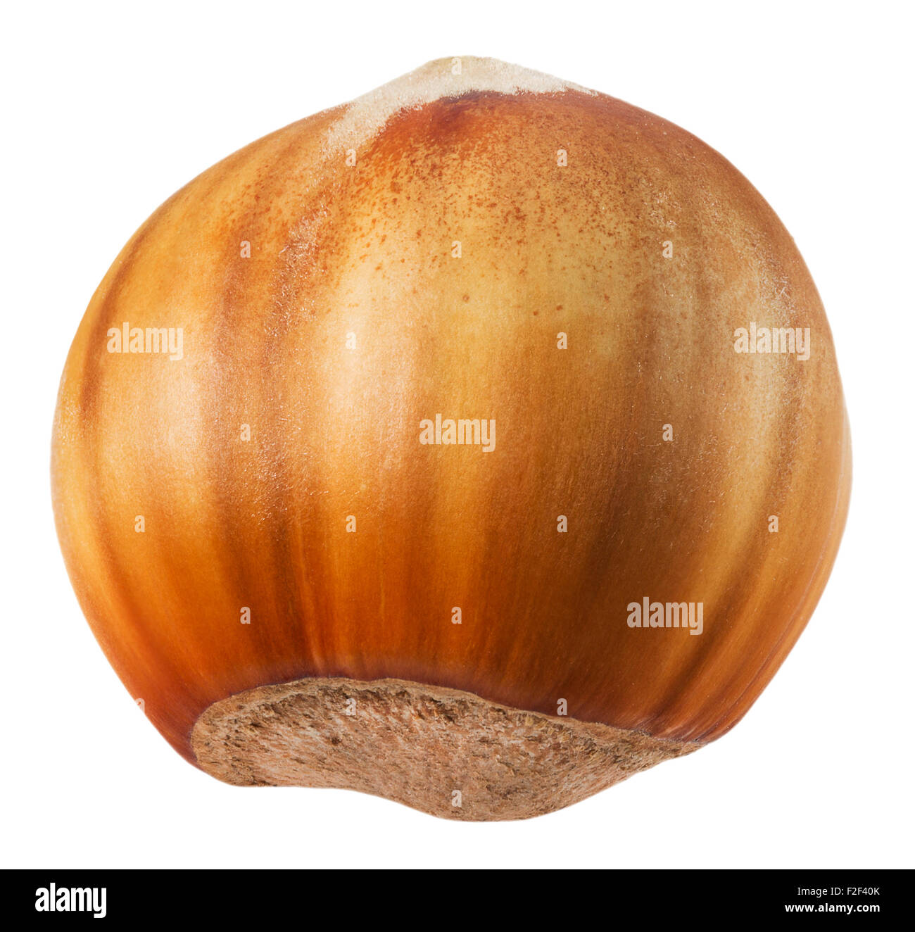 hazelnut isolated on the white background Stock Photo - Alamy