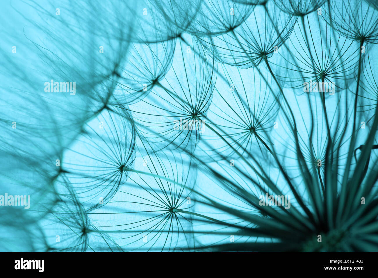 Plant on white background close up hi-res stock photography and images ...