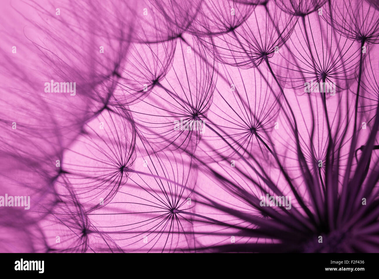 Plant on white background close up hi-res stock photography and images ...