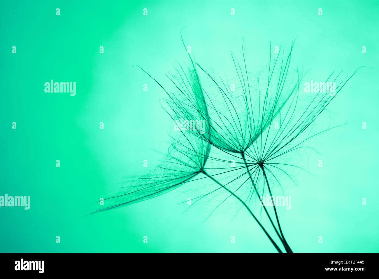 Dandelion texture hi-res stock photography and images - Alamy