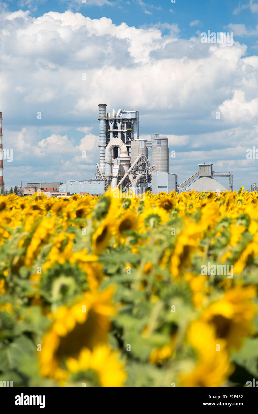 Sunny sunflower field hi-res stock photography and images - Alamy