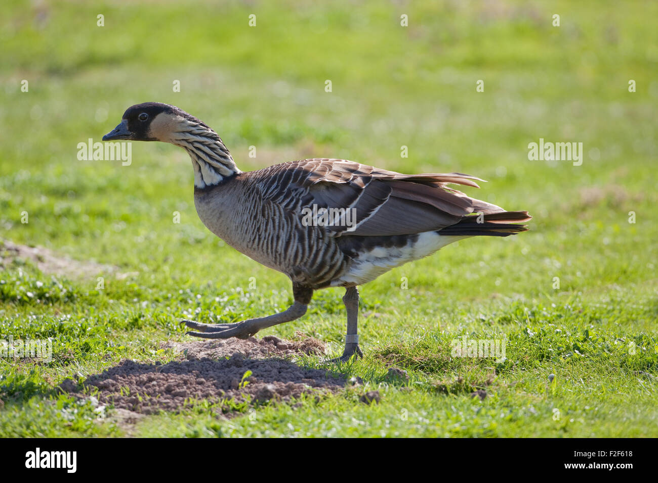 Walking goose walking hi-res stock photography and images - Alamy