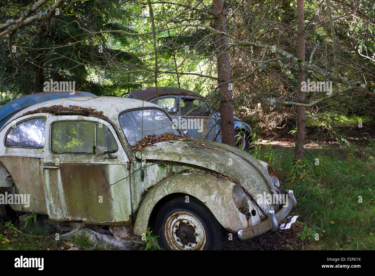 Three old VW stands hidden in a forest and become rusty Stock Photo - Alamy