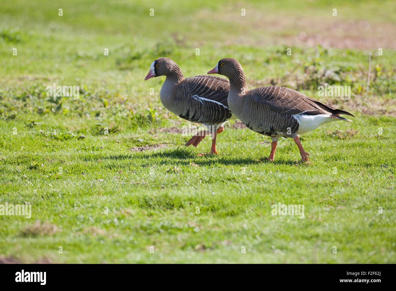 Lesser White-fronted Geese (Anser erythropus). Adult plumage. Bonded ...