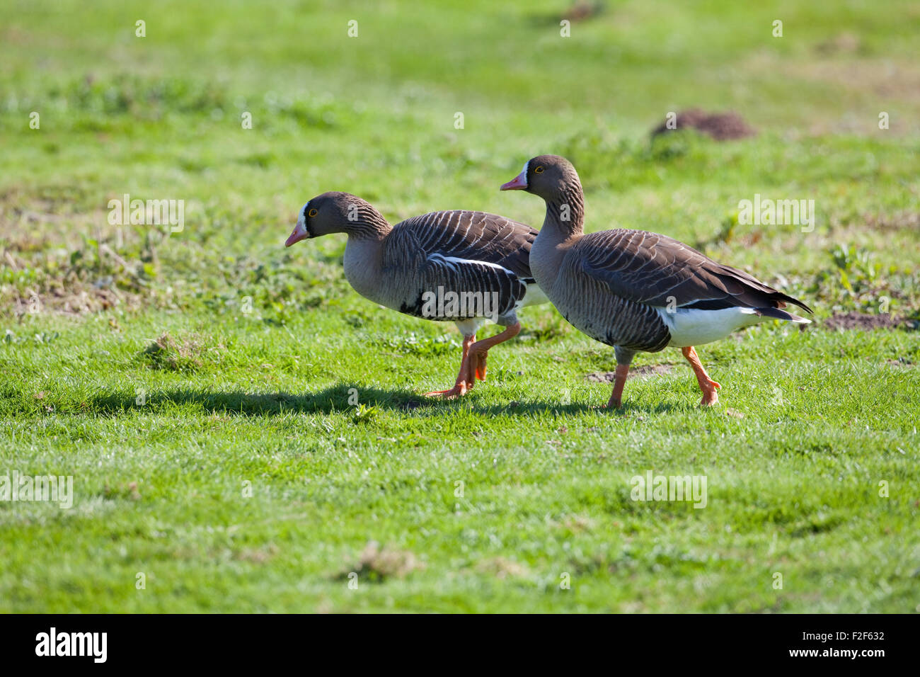 Lesser White-fronted Geese (Anser erythropus). Adult plumage. Bonded ...