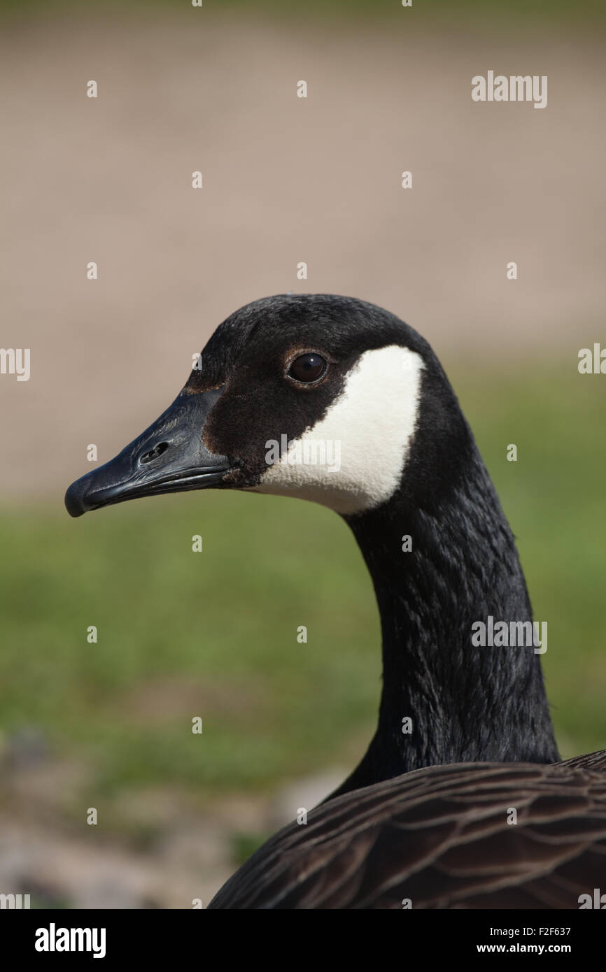 Canada Goose (Branta canadensis Stock Photo - Alamy