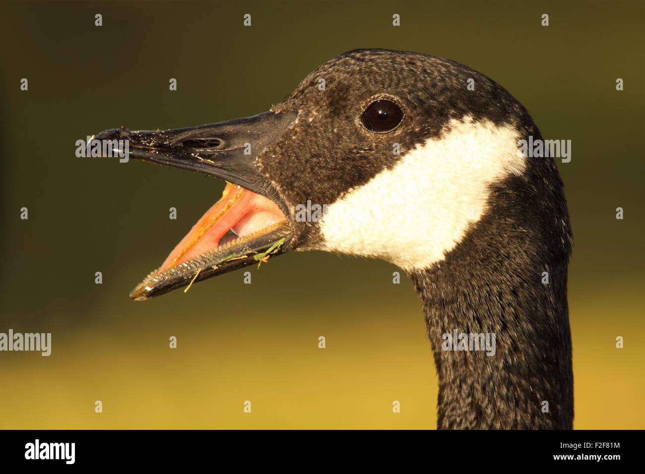 A Canadian Goose calling loudly Stock Photo - Alamy